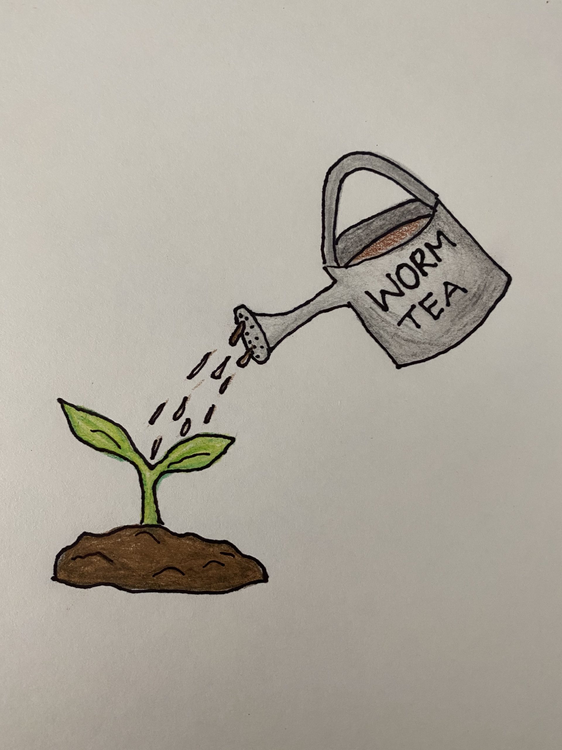 Vermicomposting: Using Worm Castings – AS Department of Public Worms (DPW)
